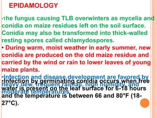 Turcicum leaf blight of maize | PPTX