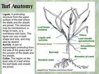 Turf Maintenance for the Pacific Northwest | PPT | Gardening | Home ...