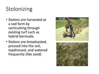 Turf Establishment | PDF