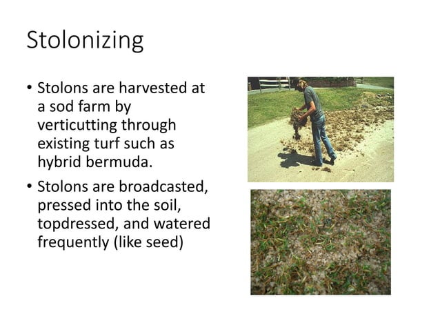 Turf Establishment | PDF