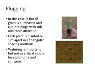 Turf Establishment | PDF