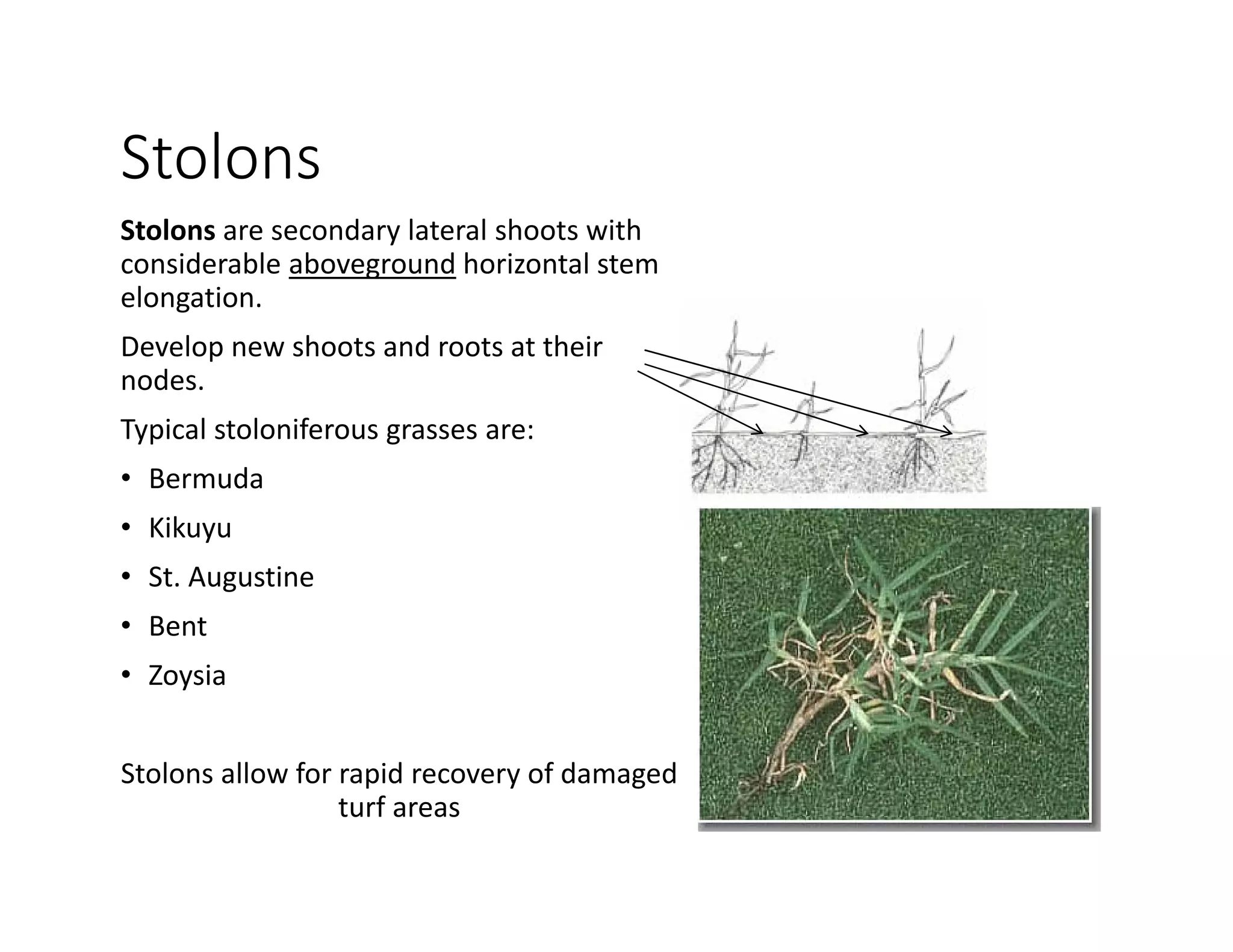 Turfgrass Anatomy | PDF