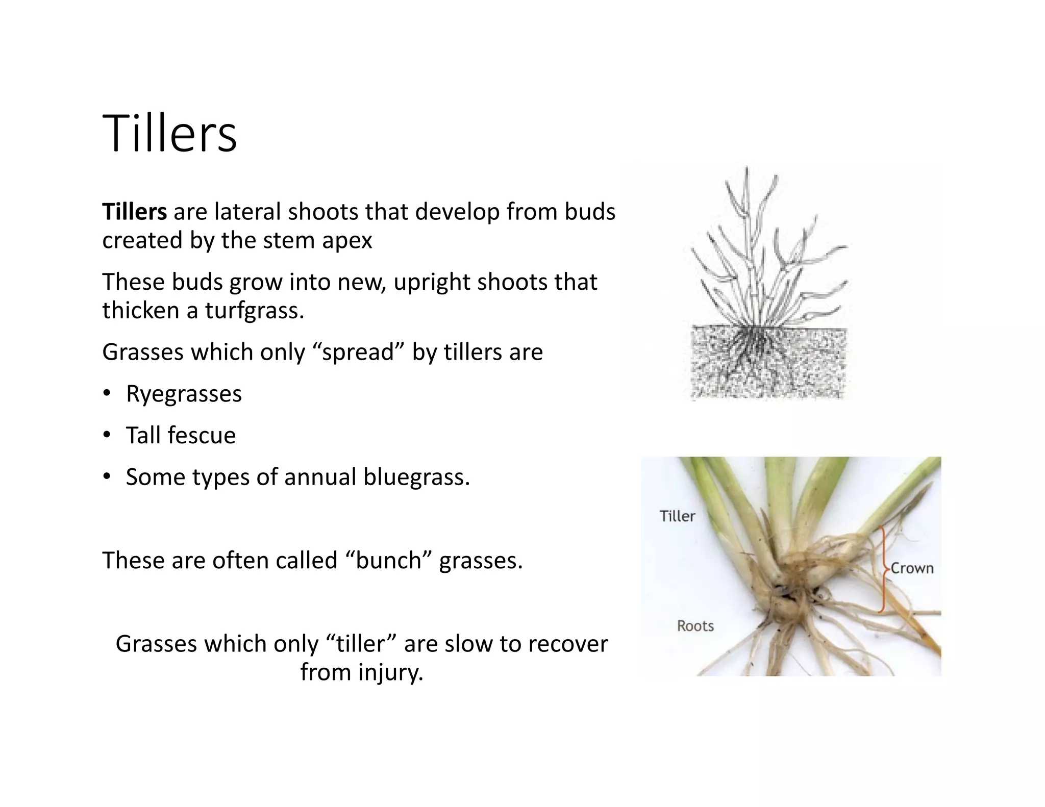 Turfgrass Anatomy | PDF