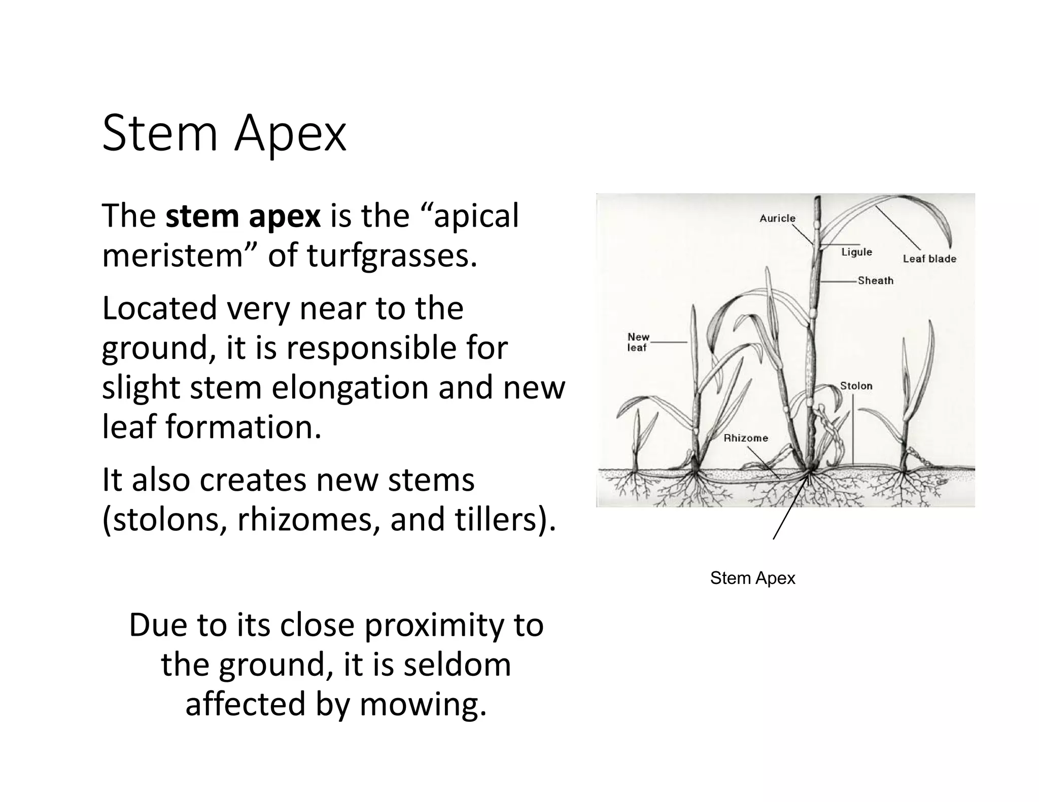 Turfgrass Anatomy | PDF