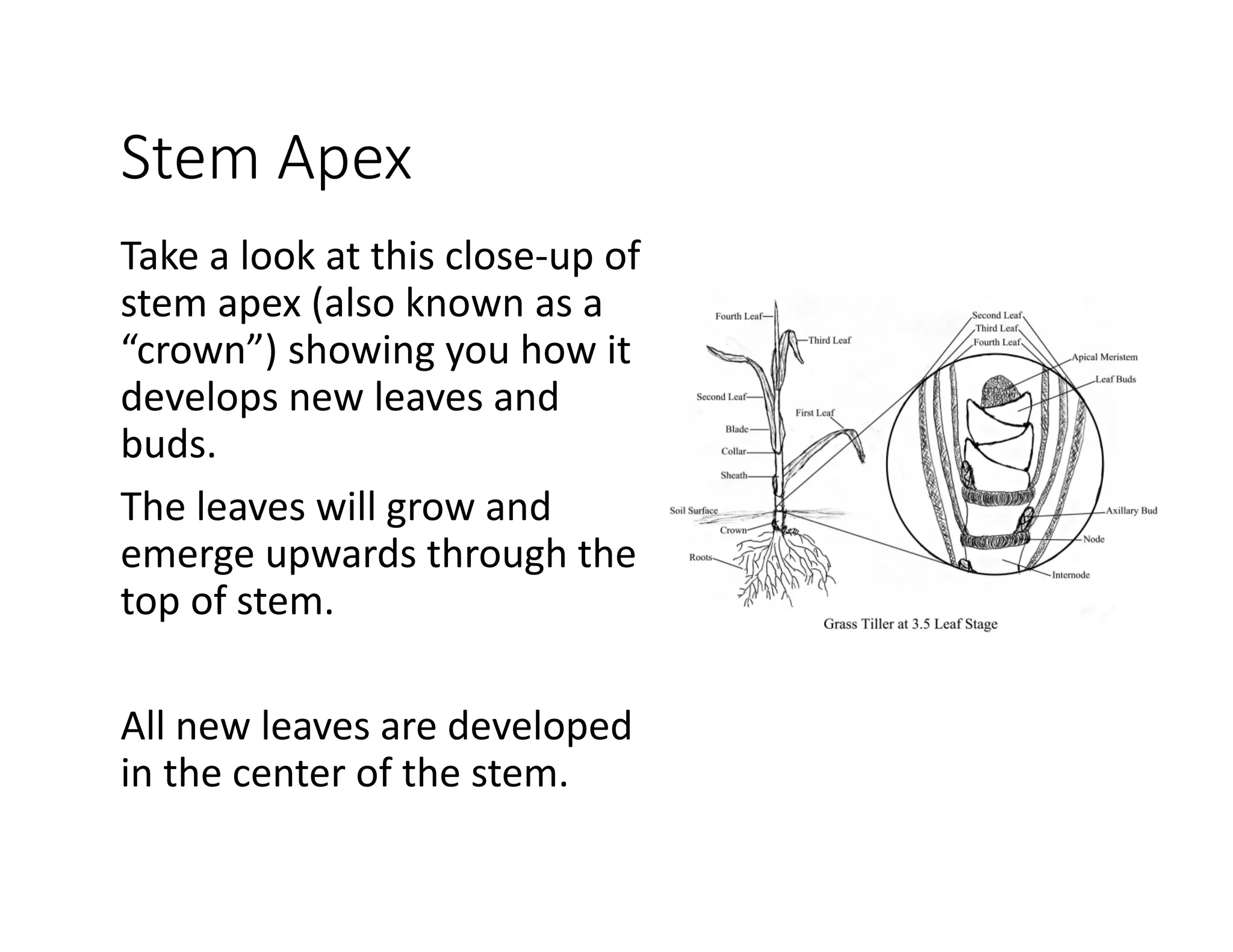 Turfgrass Anatomy | PDF