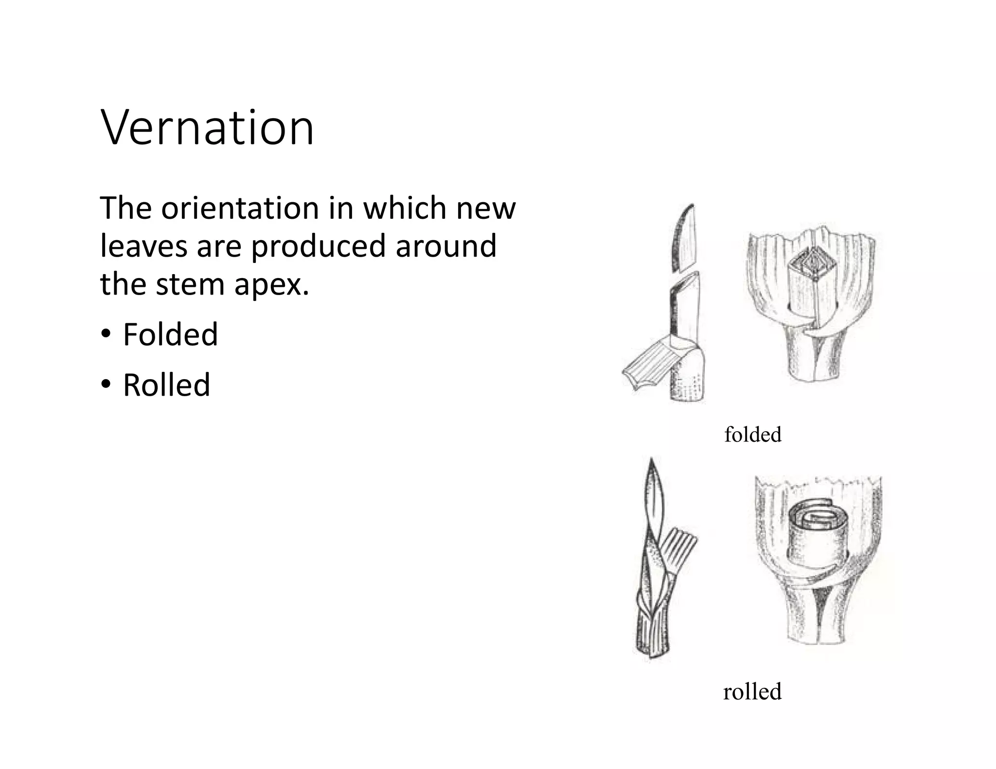 Turfgrass Anatomy | PDF