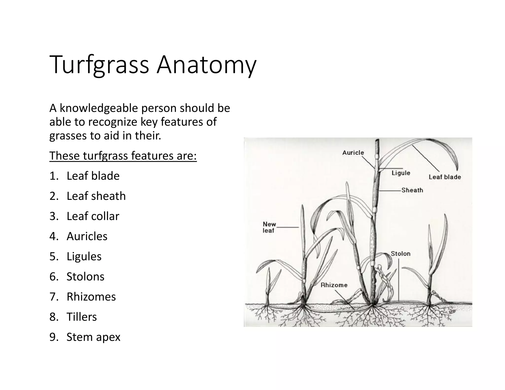 Turfgrass Anatomy | PDF