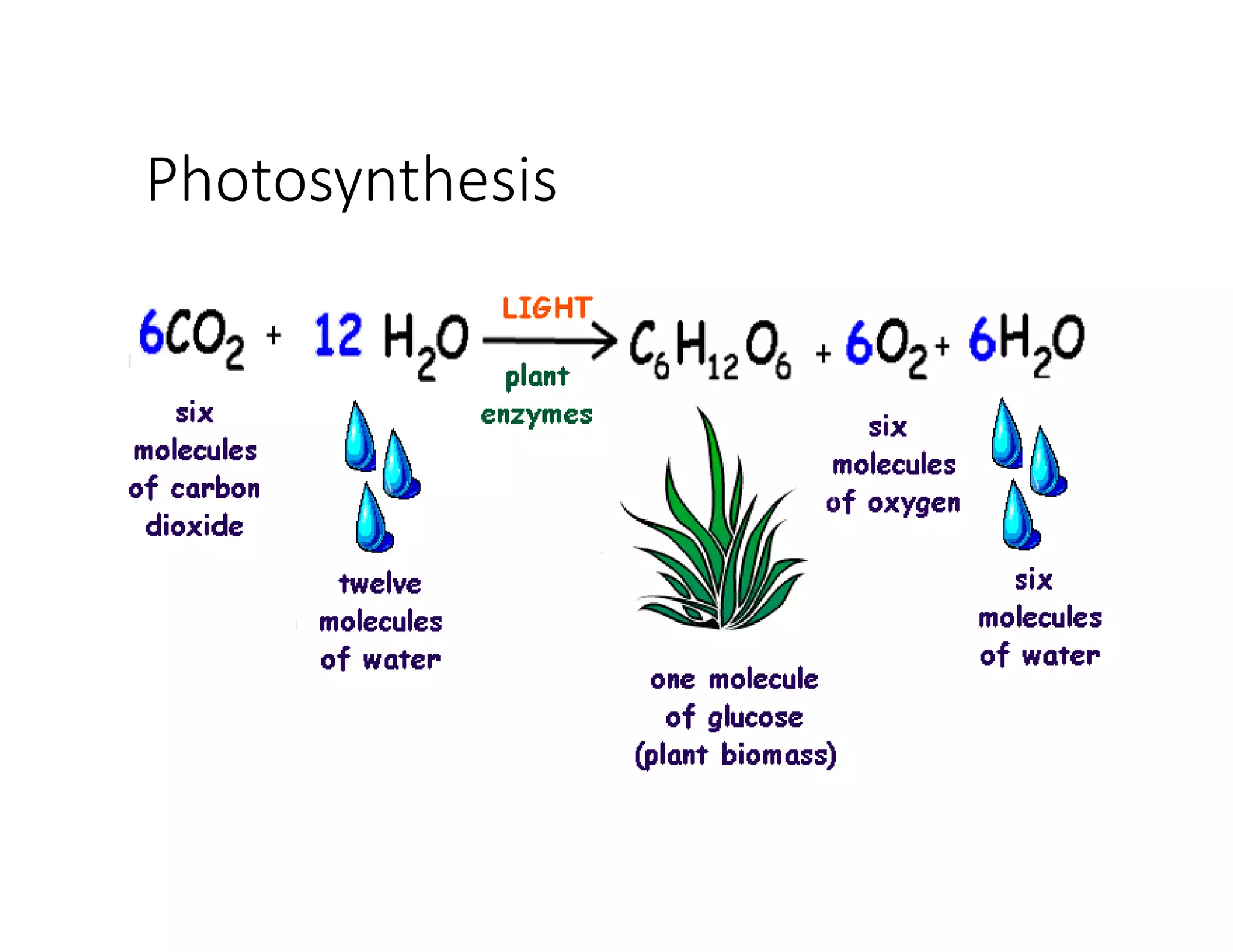 Turfgrass Anatomy | PDF