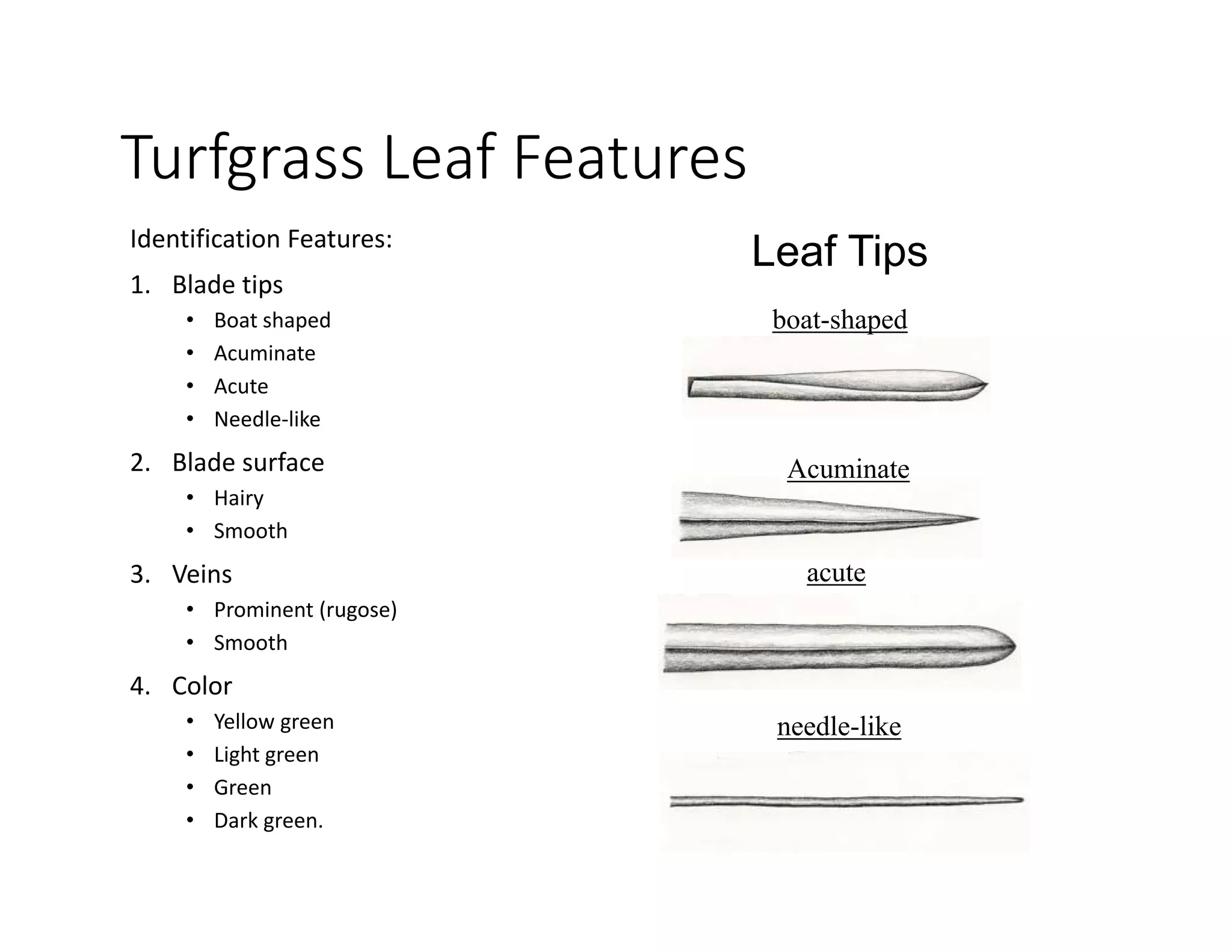 Turfgrass Anatomy | PDF