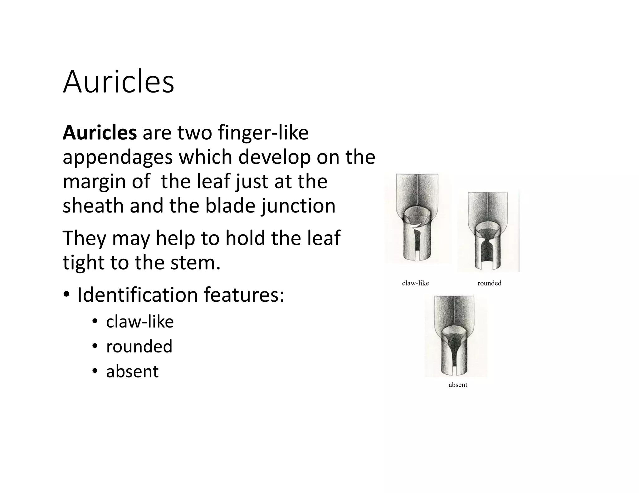 Turfgrass Anatomy | PDF