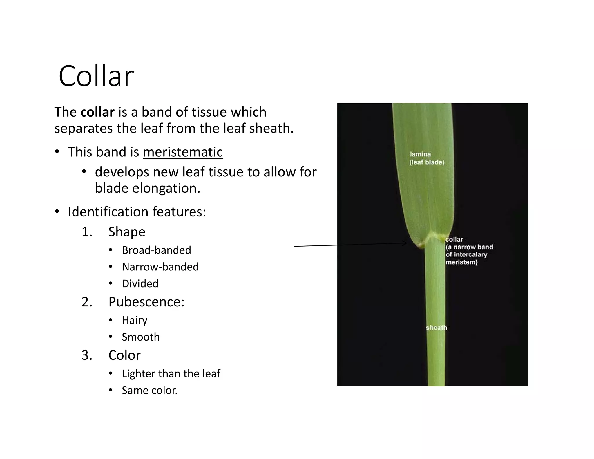 Turfgrass Anatomy | PDF