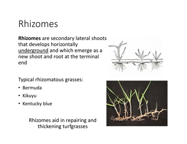 Turfgrass Anatomy | PDF