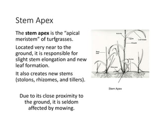 Turfgrass Anatomy | PDF