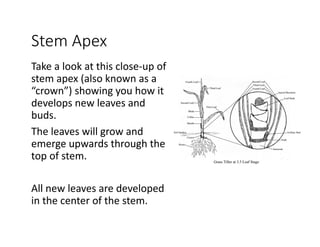 Turfgrass Anatomy | PDF