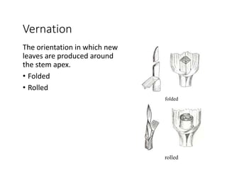 Turfgrass Anatomy | PDF