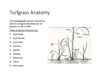 Turfgrass Anatomy | PDF