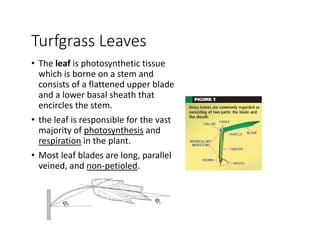 Turfgrass Anatomy | PDF