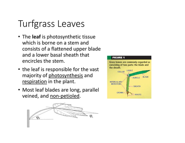 Turfgrass Anatomy | PDF