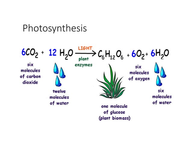 Turfgrass Anatomy | PDF