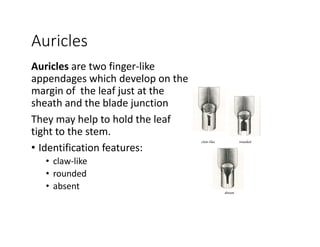 Turfgrass Anatomy | PDF