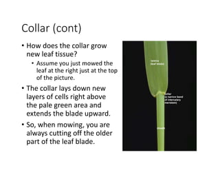 Turfgrass Anatomy | PDF