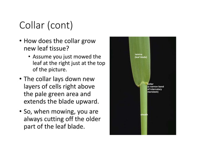 Turfgrass Anatomy | PDF