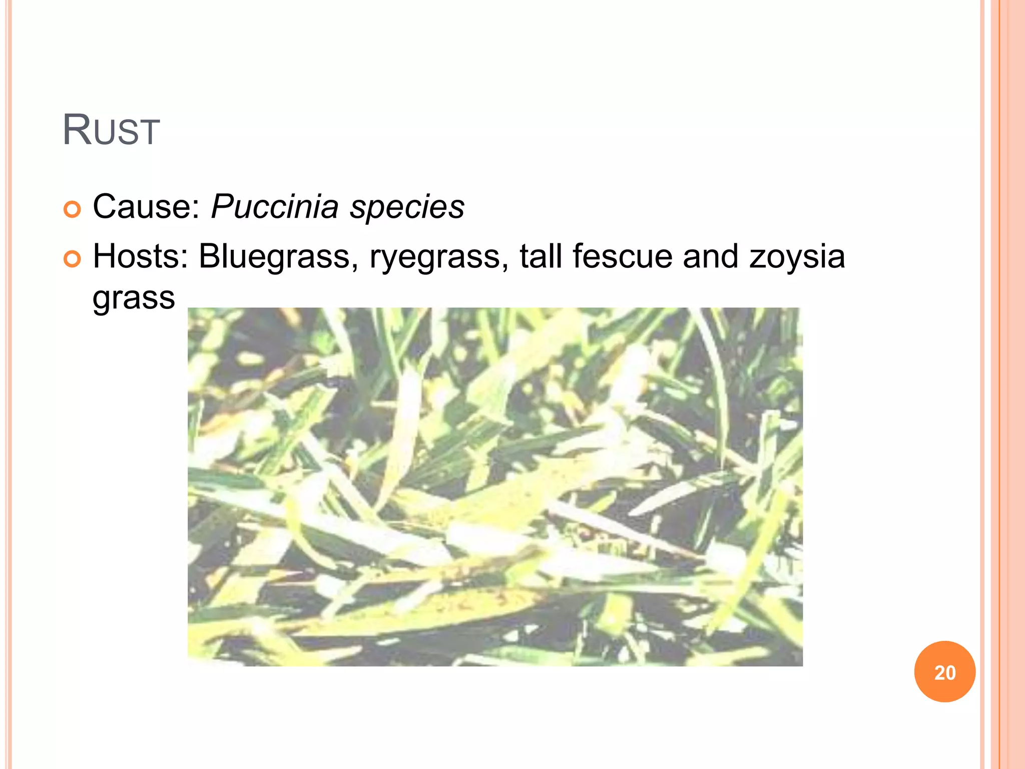 Turf grass diseases, symptoms and control | PPTX