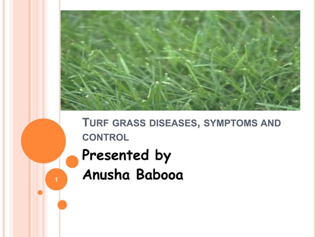 Turf grass diseases, symptoms and control | PPTX | Gardening | Home ...