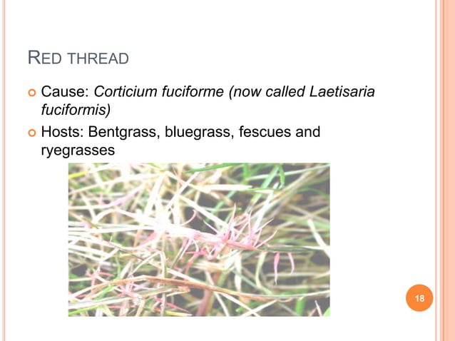 Turf grass diseases, symptoms and control | PPTX | Gardening | Home ...