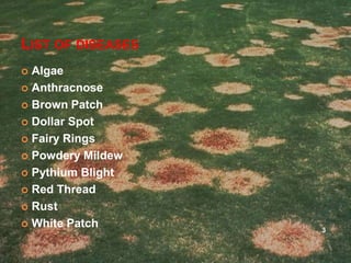 Turf grass diseases, symptoms and control | PPTX | Gardening | Home ...