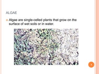 Turf grass diseases, symptoms and control | PPTX