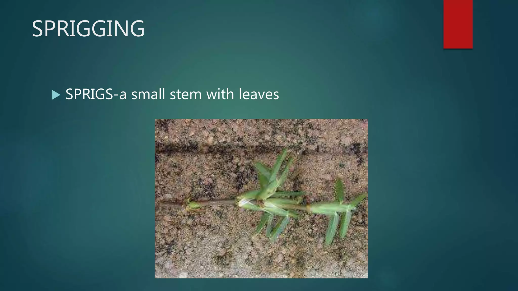 STEPS IN ESTABLISHMENT OF TURF GRASS | PPTX