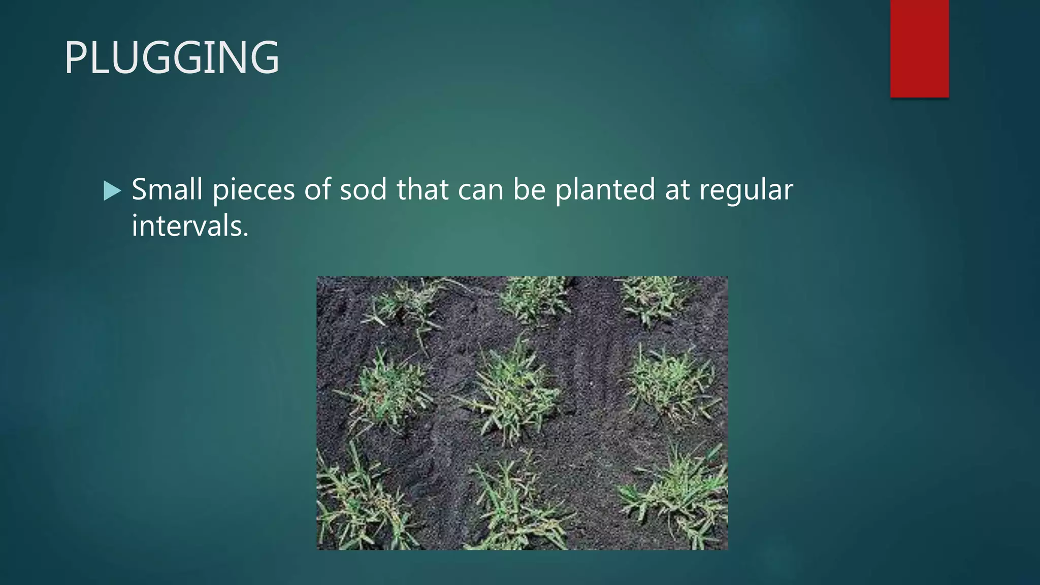 STEPS IN ESTABLISHMENT OF TURF GRASS | PPTX