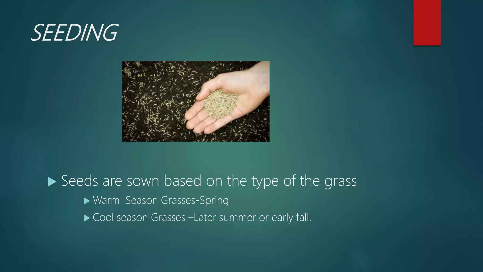 STEPS IN ESTABLISHMENT OF TURF GRASS | PPTX