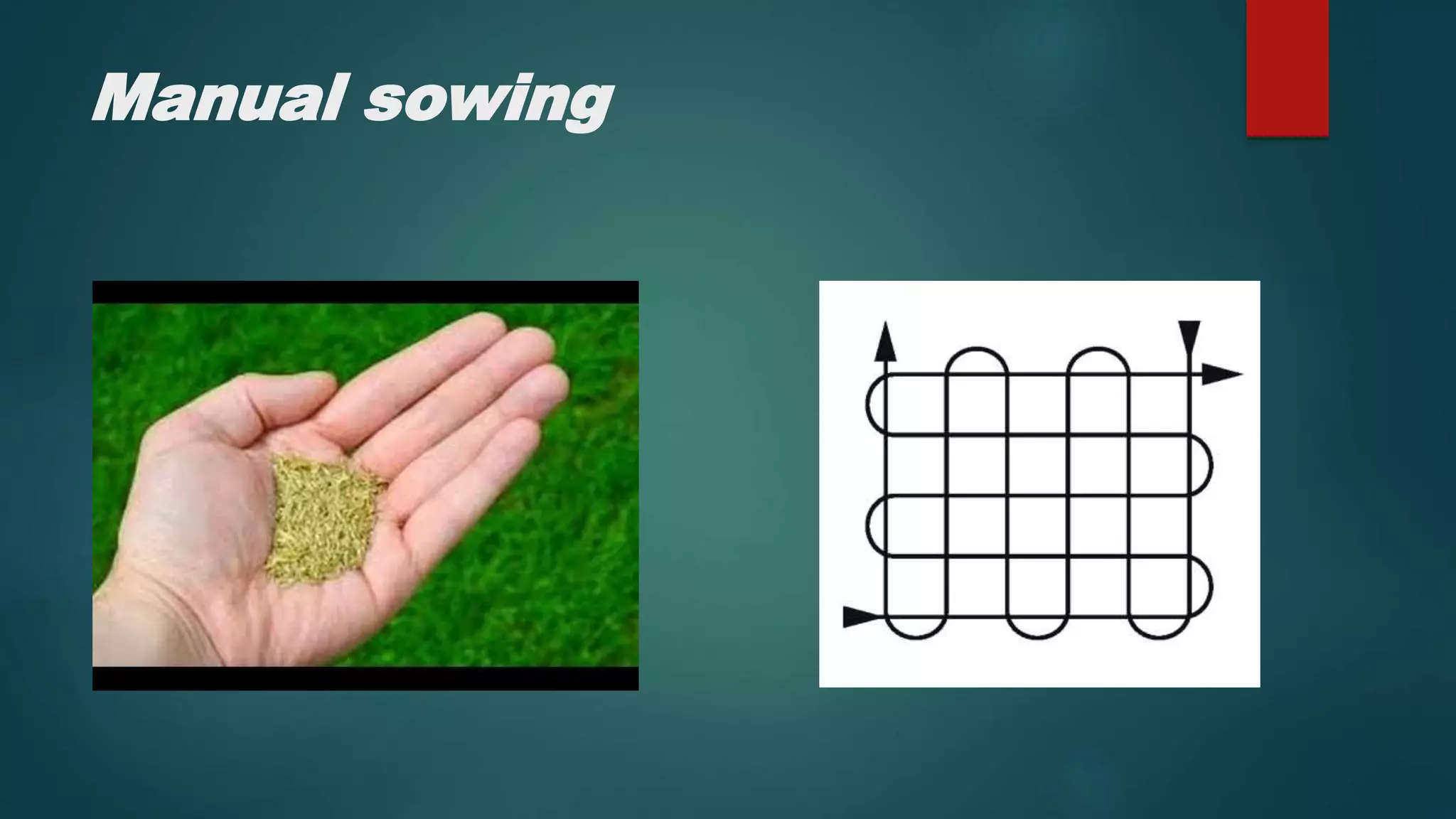 STEPS IN ESTABLISHMENT OF TURF GRASS | PPTX