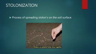 STEPS IN ESTABLISHMENT OF TURF GRASS | PPTX