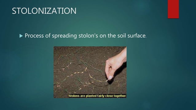 STEPS IN ESTABLISHMENT OF TURF GRASS | PPTX | Gardening | Home & Garden
