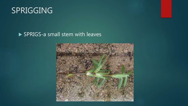 STEPS IN ESTABLISHMENT OF TURF GRASS | PPTX | Gardening | Home & Garden