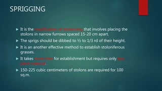 STEPS IN ESTABLISHMENT OF TURF GRASS | PPTX