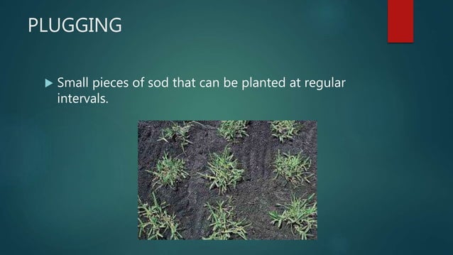 STEPS IN ESTABLISHMENT OF TURF GRASS | PPTX | Gardening | Home & Garden