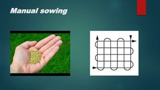 STEPS IN ESTABLISHMENT OF TURF GRASS | PPTX