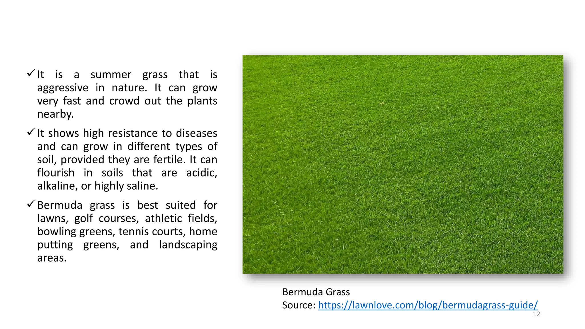 Introduction to Grasses: Turfgrass Management | PDF