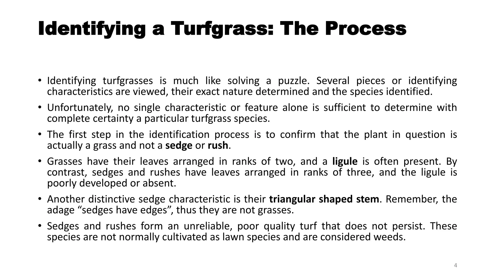 Introduction to Grasses: Turfgrass Management | PDF