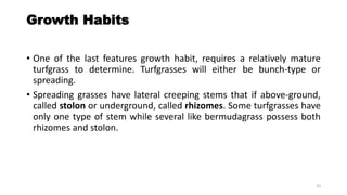 Introduction to Grasses: Turfgrass Management | PDF