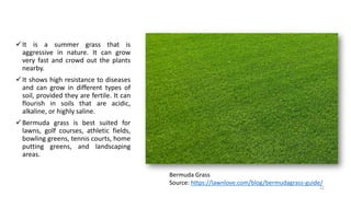 Introduction to Grasses: Turfgrass Management | PDF