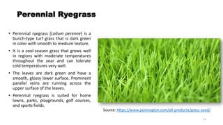 Introduction to Grasses: Turfgrass Management | PDF