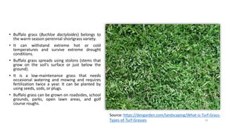 Introduction to Grasses: Turfgrass Management | PDF