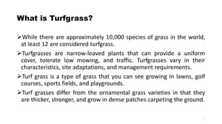 Introduction to Grasses: Turfgrass Management | PDF