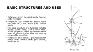 Introduction to Grasses: Turfgrass Management | PDF