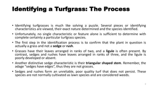 Introduction to Grasses: Turfgrass Management | PDF